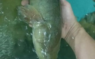 黄刺鱼多少钱一斤_黄刺鱼价格行情