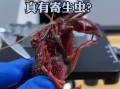 小龙虾熟了有寄生虫吗_高温烹煮能杀死寄生虫吗