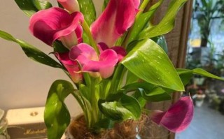 水养马蹄莲怎么养_水培马蹄莲多久换一次水