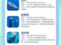 鲸鱼是哺乳动物吗_鲸鱼为什么不会淹死