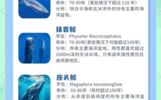 鲸鱼是哺乳动物吗_鲸鱼为什么不会淹死