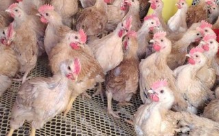 鸡苗批发价格哪里便宜_鸡苗批发注意事项