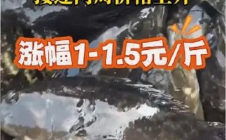 石斑鱼多少钱一斤2020_石斑鱼价格走势