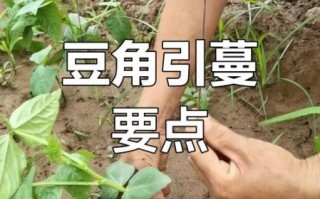 豇豆什么时候播种_豇豆怎么搭架引蔓