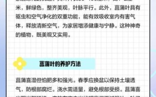 菖蒲长什么样_菖蒲叶子图片特征