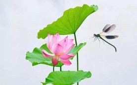 处暑图片大全去哪找_处暑高清壁纸怎么选