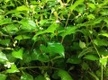 鱼腥草片的功效与作用_鱼腥草片能长期吃吗