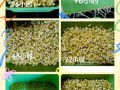 怎么生绿豆芽最简单的方法_家庭绿豆芽快速发芽技巧