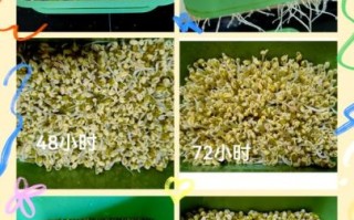 怎么生绿豆芽最简单的方法_家庭绿豆芽快速发芽技巧
