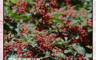 喝花椒水能减肥吗_花椒水减肥真相