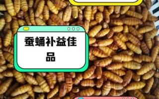 蝉蛹的功效与作用_蝉蛹怎么吃最补