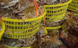 梭子蟹市场价多少钱一斤_2024最新行情