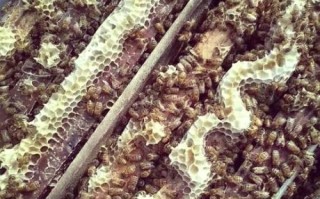 蜂花粉怎么吃_蜂花粉一天吃几次