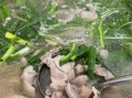 花江狗肉火锅怎么做_花江狗肉火锅好吃吗