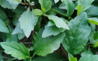 马兰头怎么炒才好吃_马兰头炒蛋的做法窍门