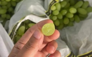 青提子多少钱一斤_青提子价格受哪些因素影响 青提子多少钱一斤_青提子价格受哪些因素影响