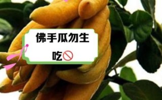佛手瓜可以生吃吗_佛手瓜当水果怎么吃