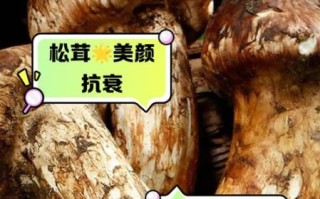 野生松茸的功效_野生松茸怎么吃最好