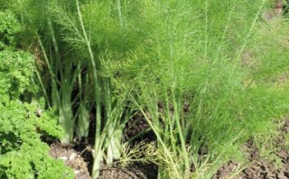 茴香长什么样_茴香图片大全怎么找