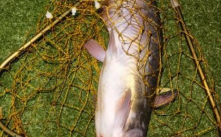 叉尾鱼是什么鱼_叉尾鱼是淡水鱼吗