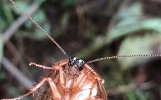 家里出现土鳖虫好不好_土鳖虫进屋是吉是凶