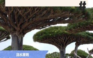 龙血树怎么养_龙血树多久浇一次水