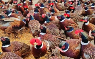 山鸡养殖成本利润_山鸡养殖赚钱吗