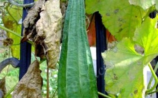 广东丝瓜有什么营养价值_广东丝瓜的功效与作用