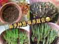 葱什么时候种最合适_葱的种植方法步骤