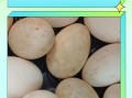 鹅蛋怎么吃去胎毒效果最好_孕妇吃鹅蛋去胎毒的正确方法