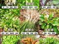 野生菜图片大全_如何辨别可食用野菜