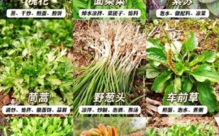 野生菜图片大全_如何辨别可食用野菜