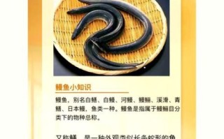 鳗鱼的营养价值与功效_孕妇能吃吗 鳗鱼的营养价值与功效_孕妇能吃吗