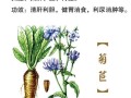 菊苣根治疗痛风怎么用_菊苣根降尿酸多久见效