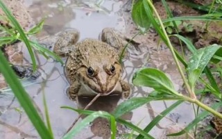 野生田鸡长什么样_野生田鸡图片特征