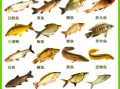 淡水鱼种类大全图片_如何区分常见淡水鱼