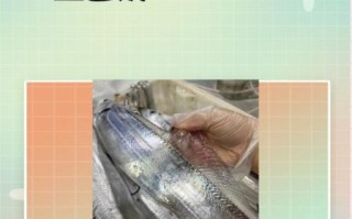 刀鱼和带鱼的区别_哪个更好吃