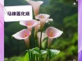 马蹄莲花有毒吗_室内可以养吗