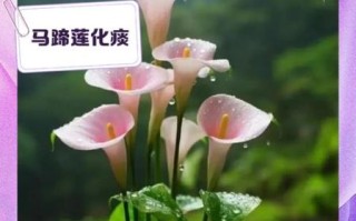 马蹄莲花有毒吗_室内可以养吗