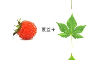 茅莓和覆盆子的区别_哪个更好吃