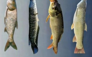 酸菜鱼用什么鱼最好_黑鱼还是草鱼