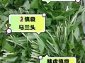 马兰头什么人不能吃_禁忌人群有哪些