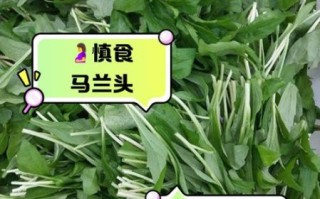 马兰头什么人不能吃_禁忌人群有哪些