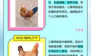 河田鸡的营养价值_河田鸡的功效与作用
