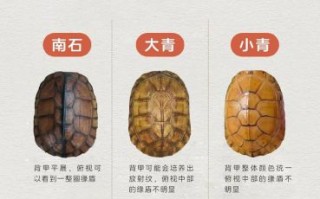 黄喉拟水龟图片怎么拍_黄喉拟水龟多少钱一只