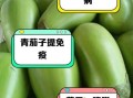 青茄子的营养价值及功效_青茄子能减肥吗