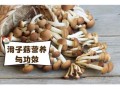 滑菇怎么做好吃_滑菇营养价值高吗