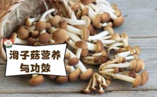 滑菇怎么做好吃_滑菇营养价值高吗