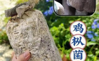 鸡枞菌种子多少钱一包_鸡枞菌种子购买渠道