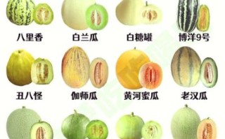 甜瓜品种十大排行榜_哪种甜瓜最好吃